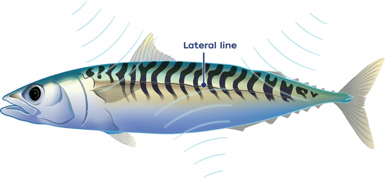 Fish Schooling: How Lateral Lines Enhance Survival | WHOI