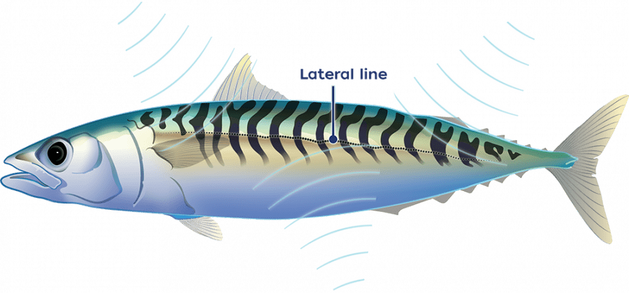 Fish Schooling: How Lateral Lines Enhance Survival | WHOI