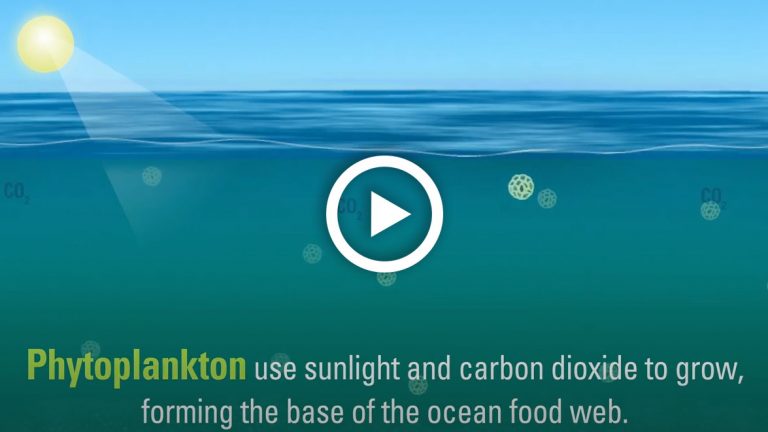 Ocean food web processes that drive carbon cycle – Woods Hole ...