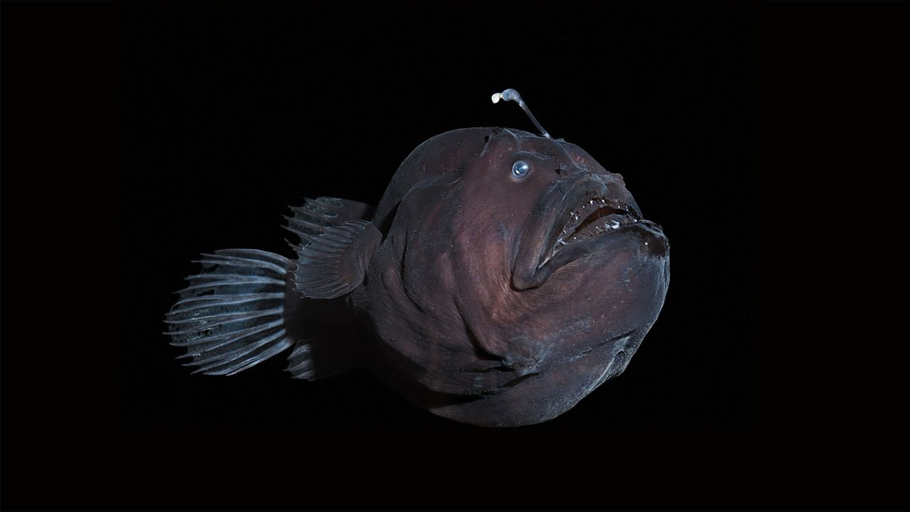 A rare black seadevil anglerfish sees the light