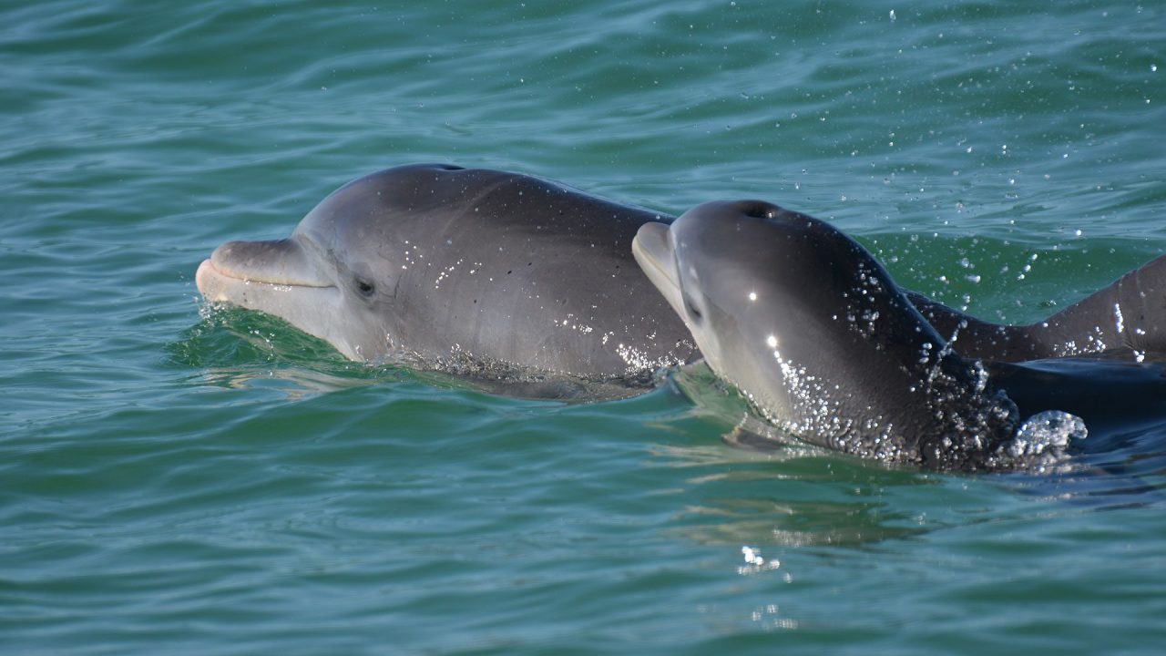How do marine animals hear? - Woods Hole Oceanographic Institution