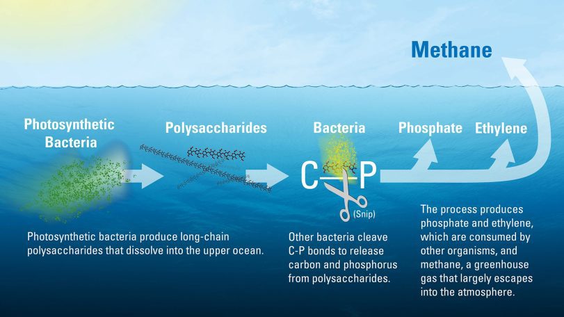 Process showing how methane is derived from photosynthetic bacteria ...