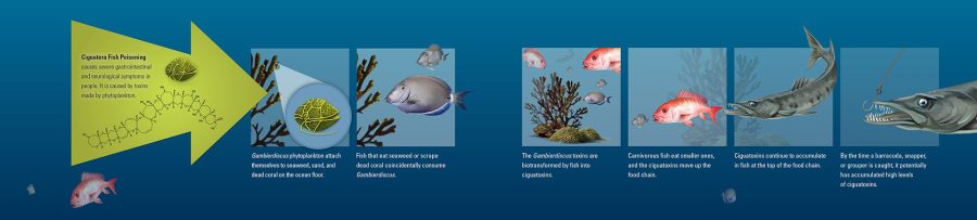 Ciguatera Fish Poisoning cycle – Woods Hole Oceanographic Institution