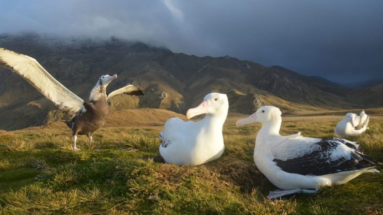 Seabirds - Woods Hole Oceanographic Institution