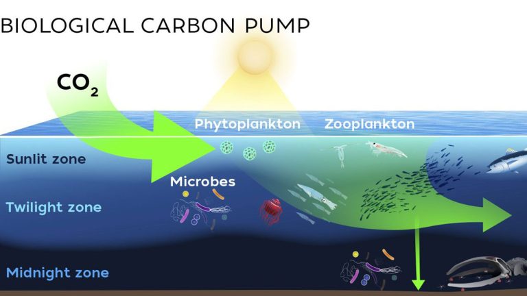 Ocean Topic: Biological Carbon Pump
