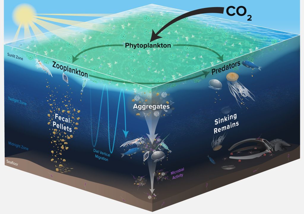 Carbon Cycle - Woods Hole Oceanographic Institution