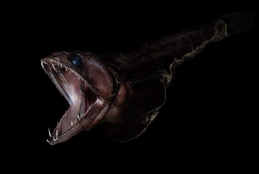 Creature Feature: Black Swallower – Woods Hole Oceanographic Institution