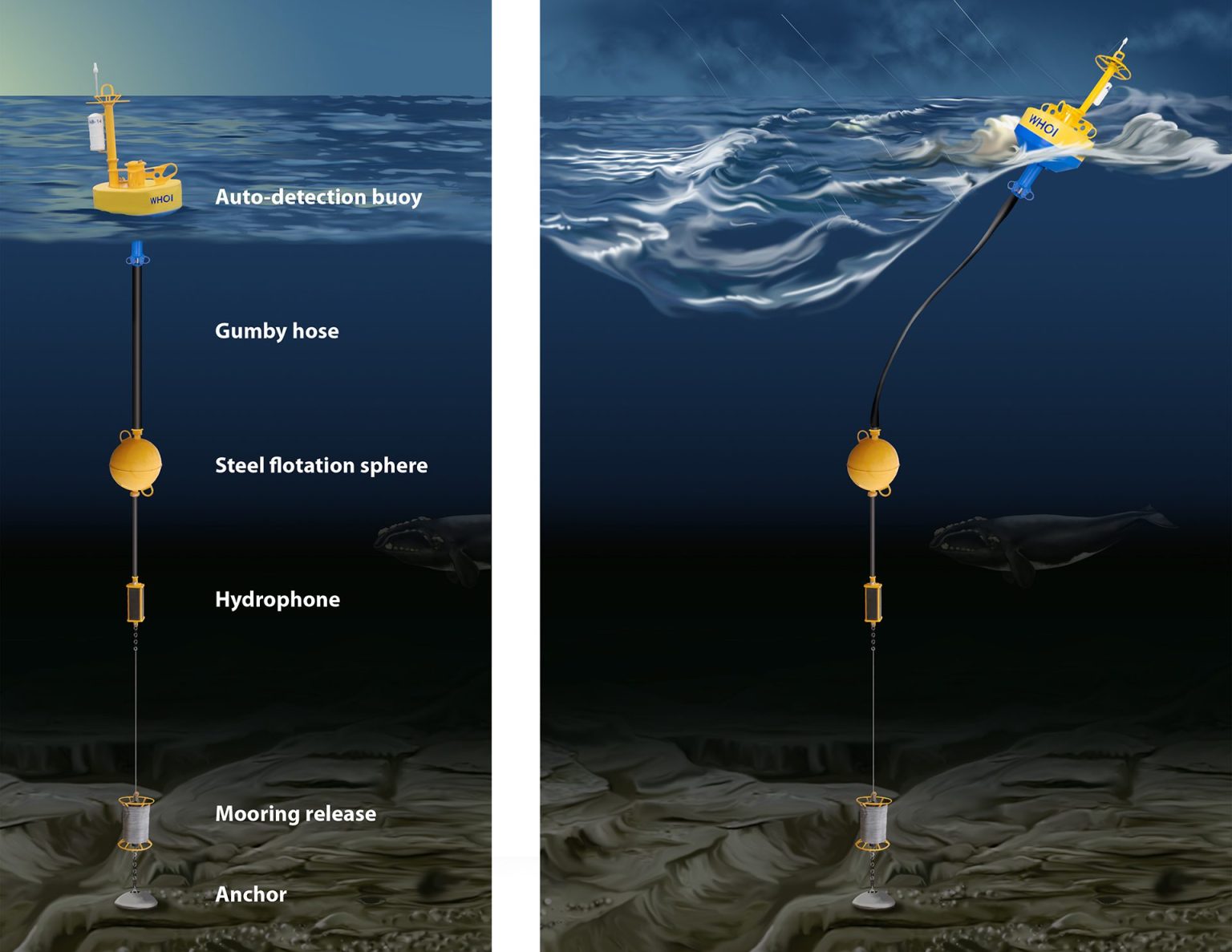Right whale detection mooring operation – Woods Hole Oceanographic ...