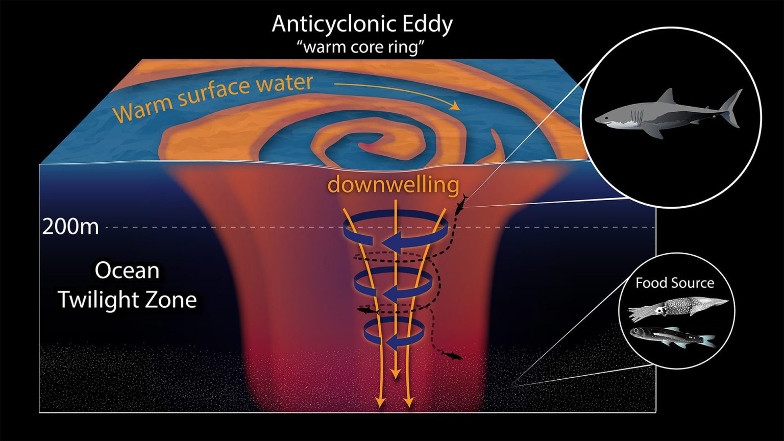 Cross-section of an anticyclonic eddy, warm core ring used for food ...