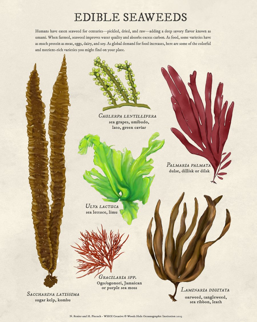 Edible Seaweed – Woods Hole Oceanographic Institution