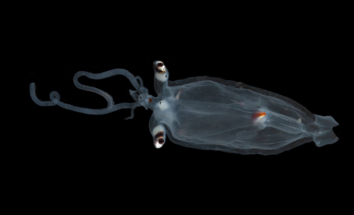 Creature feature: Glass Squid – Woods Hole Oceanographic Institution
