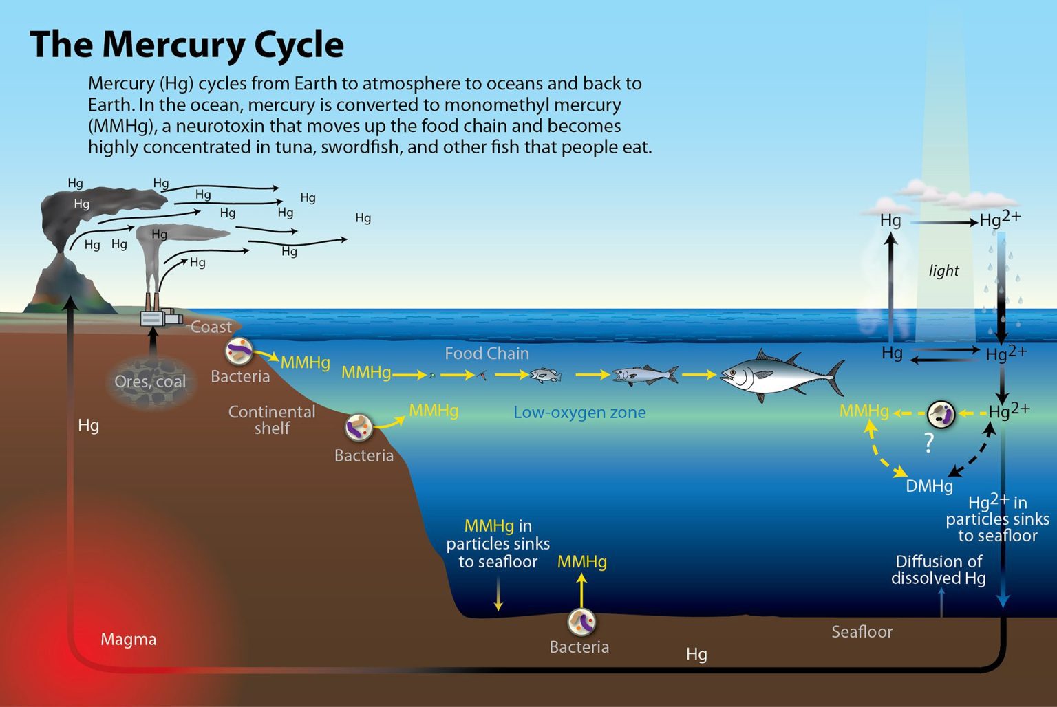 Mercury cycle illustration - Woods Hole Oceanographic Institution