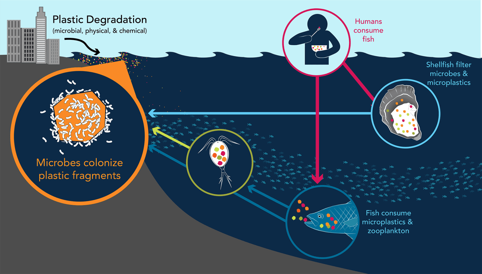 Microplastics in the Food Chain illustration – Woods Hole Oceanographic ...