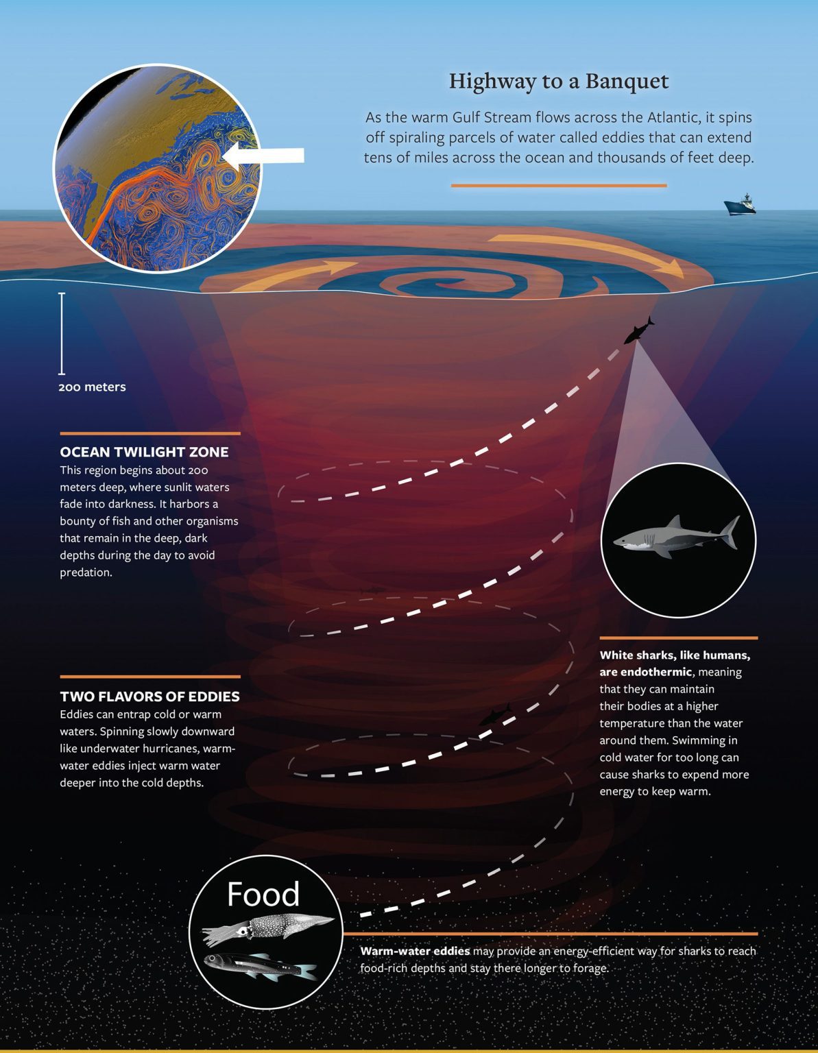 Sharks ride eddies to the depths – Woods Hole Oceanographic Institution