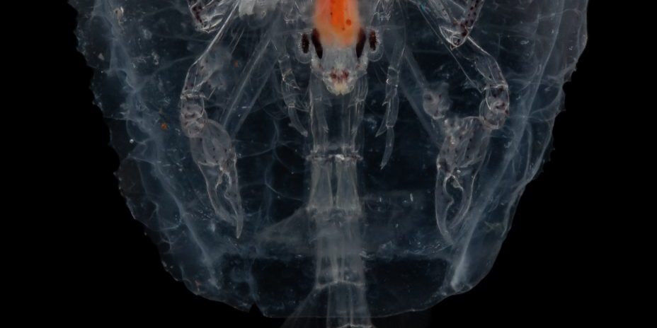 Creature feature: Phronima – Woods Hole Oceanographic Institution