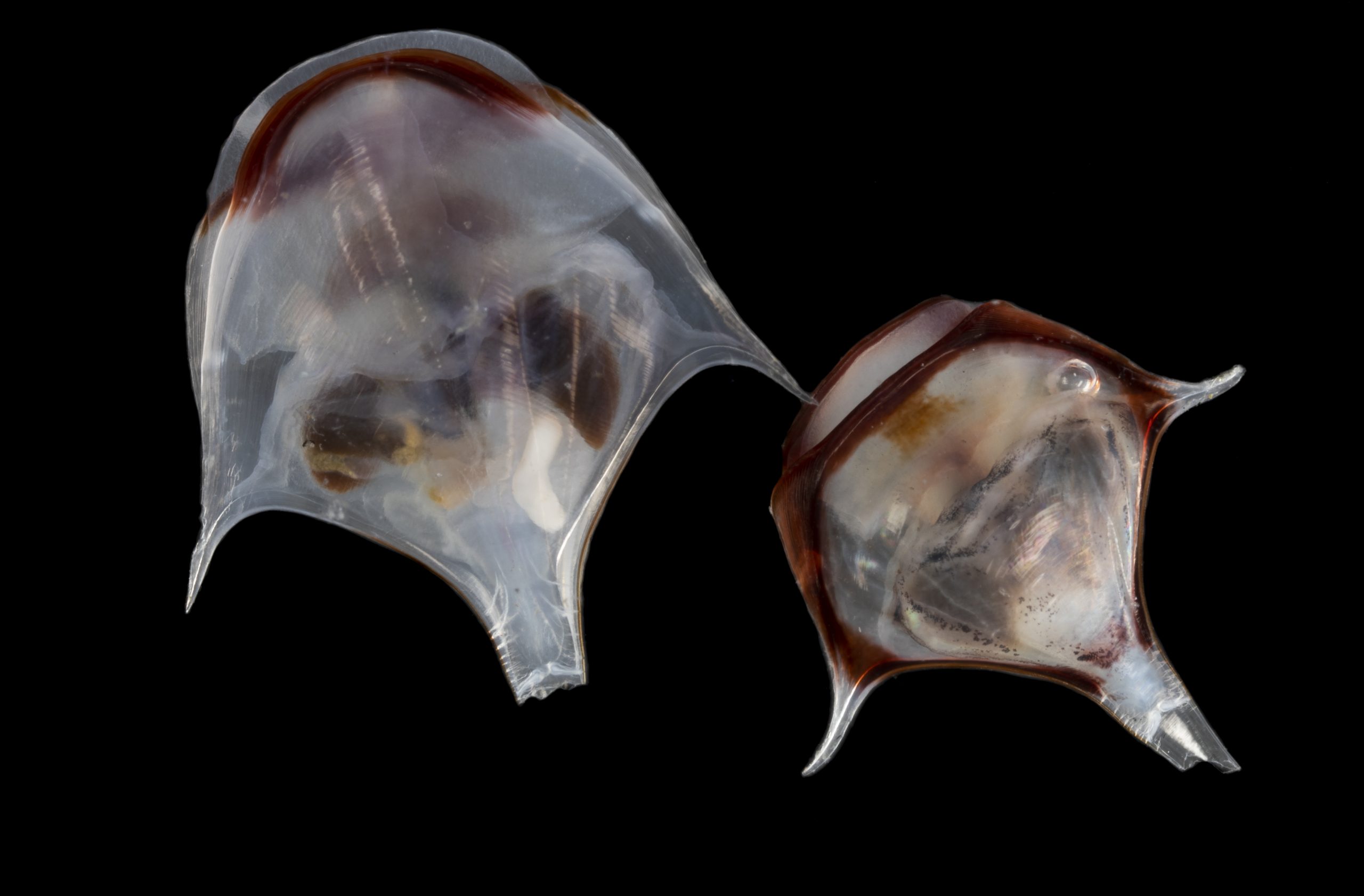 Creature Feature: Pteropod – Woods Hole Oceanographic Institution