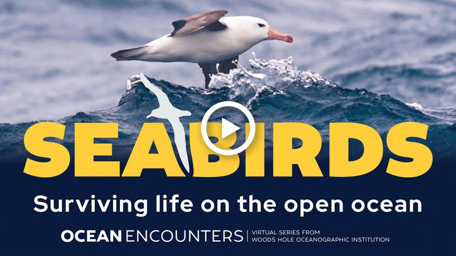 Seabirds - Woods Hole Oceanographic Institution