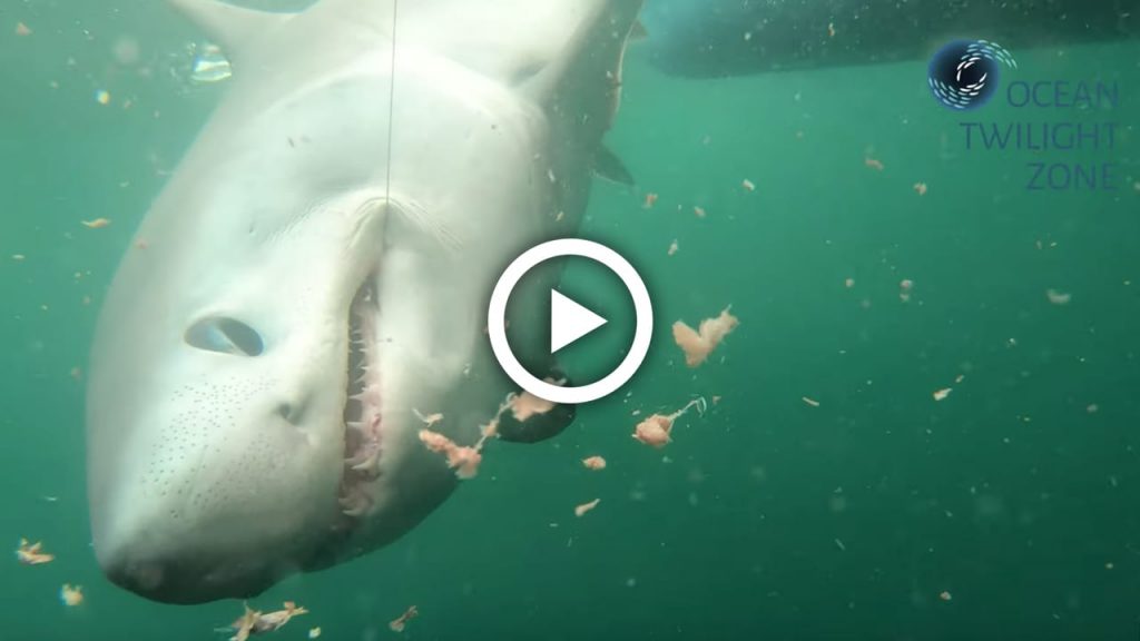 Shark Facts - Woods Hole Oceanographic Institution