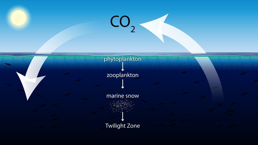 Carbon Cycle - Woods Hole Oceanographic Institution