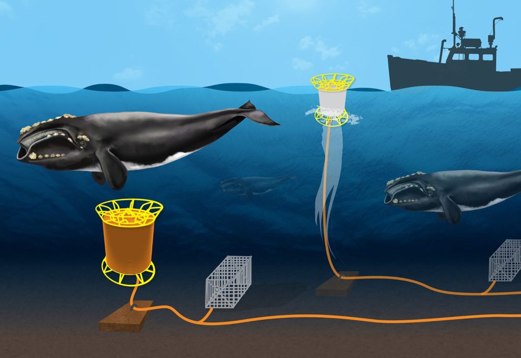 Ropeless fishing technology to release a trap line entangling a right ...
