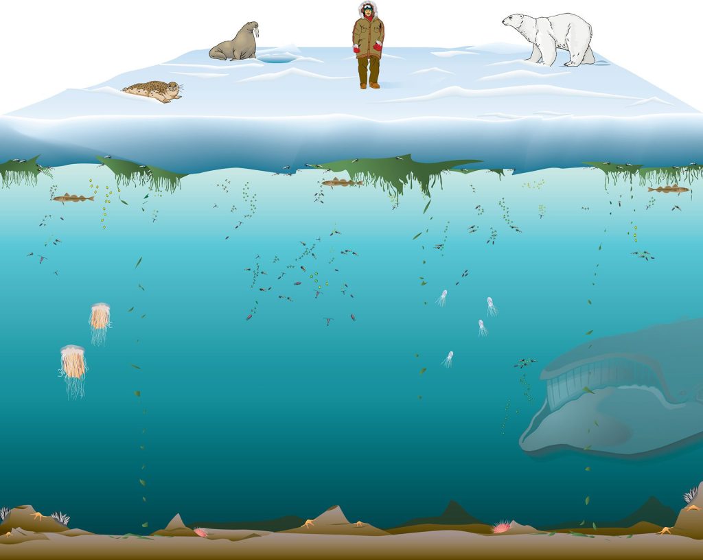 Arctic ecosystem, including humans – Woods Hole Oceanographic Institution