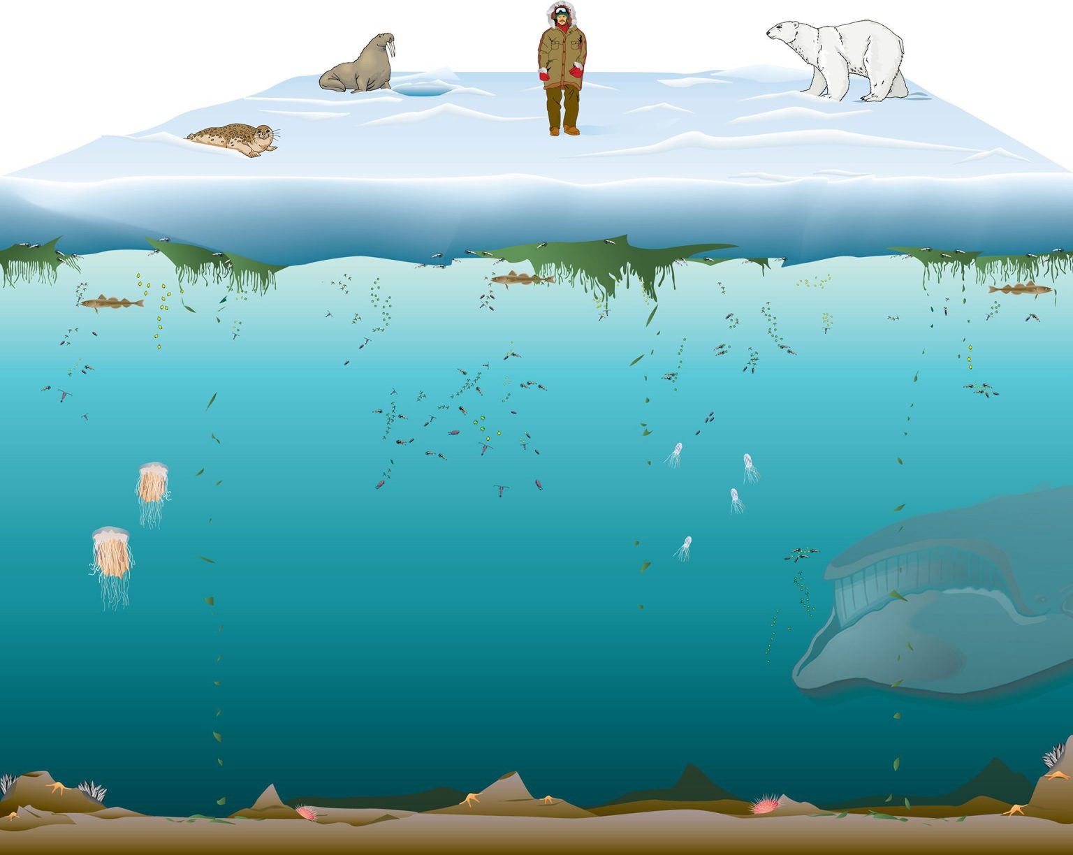 Arctic ecosystem, including humans – Woods Hole Oceanographic Institution