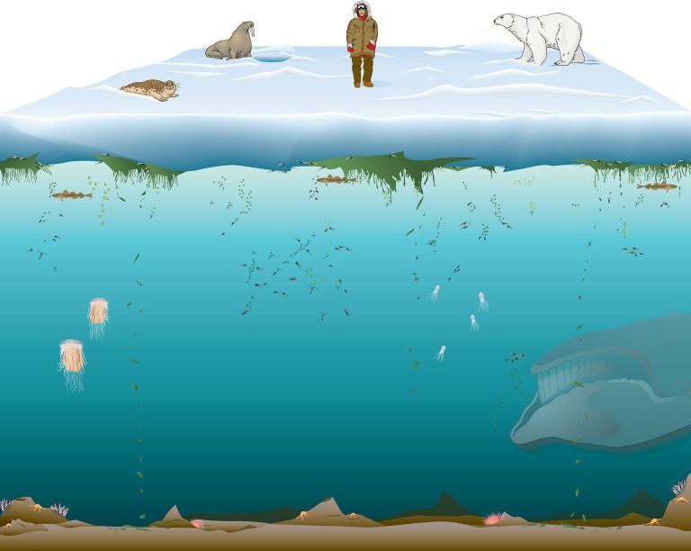 Arctic ecosystem, including humans – Woods Hole Oceanographic Institution