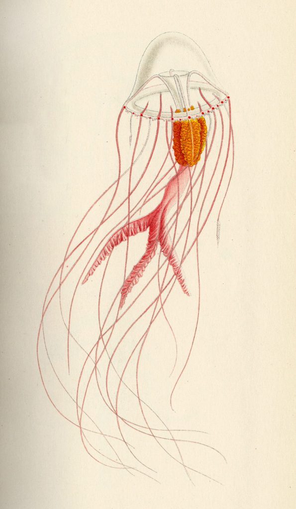Drawing of Timoides agassizii by Henry Bigelow – Woods Hole ...
