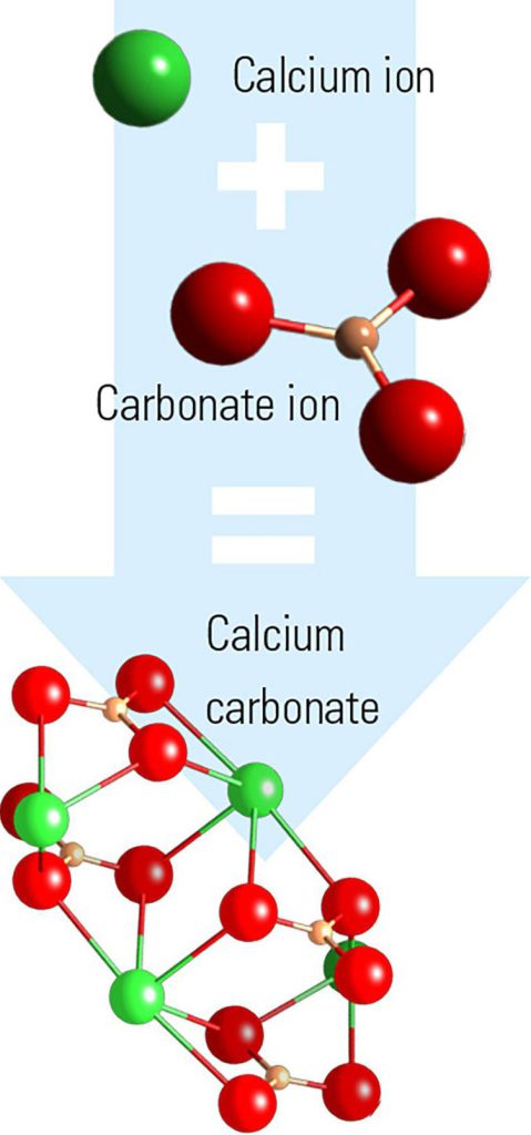 Calcium carbonate skeleton formation – Woods Hole Oceanographic Institution
