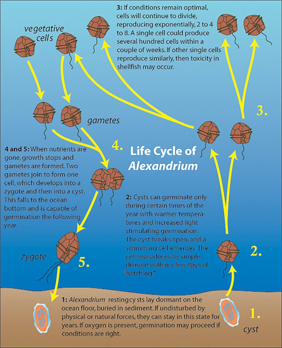 Illustration of Alexandrium life cycle Red tide research – Woods Hole ...