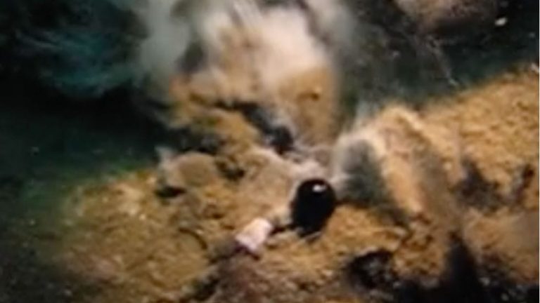 Natural Oil Seeps - Woods Hole Oceanographic Institution