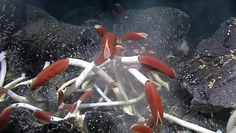 Life at Vents & Seeps - Woods Hole Oceanographic Institution