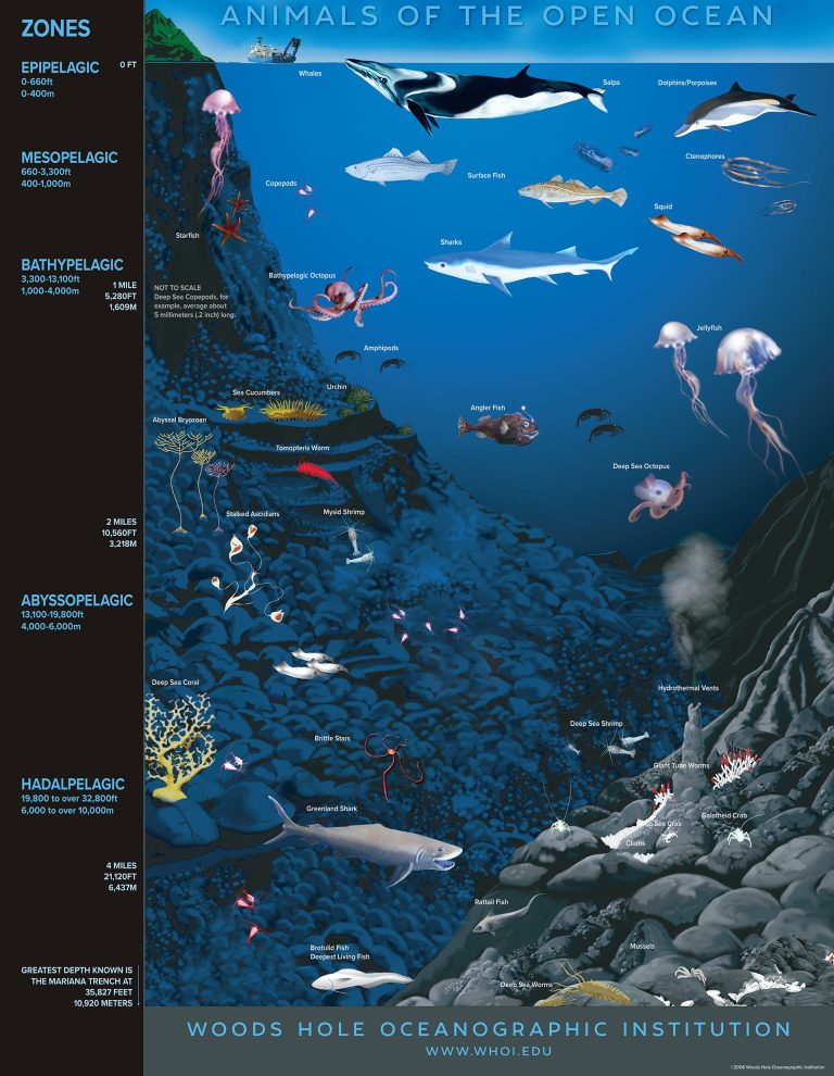 Animals of the open ocean - Woods Hole Oceanographic Institution