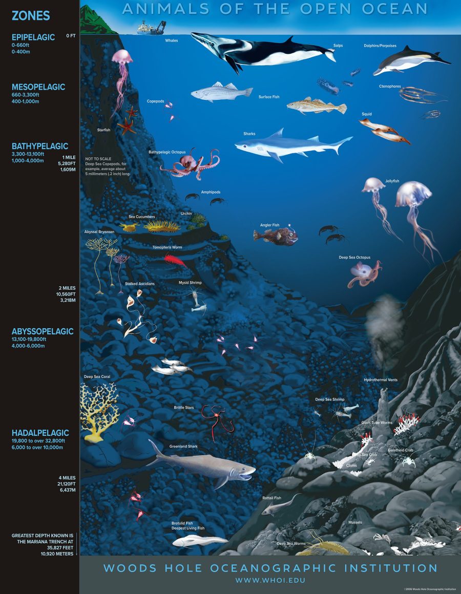 Animals of the open ocean – Woods Hole Oceanographic Institution