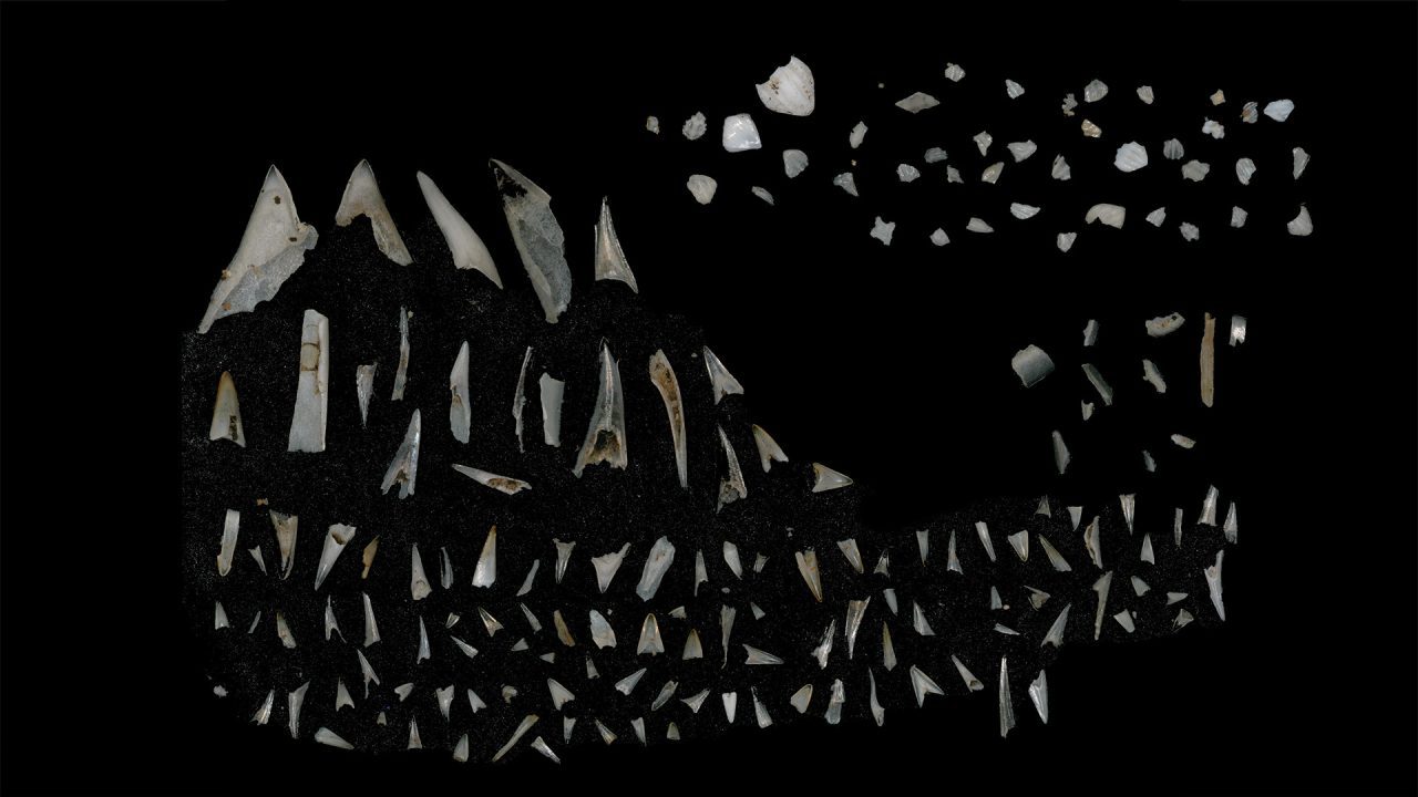 Ancient seas, future insights