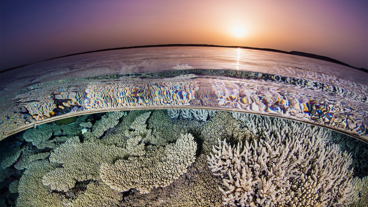 Ocean Life - Woods Hole Oceanographic Institution