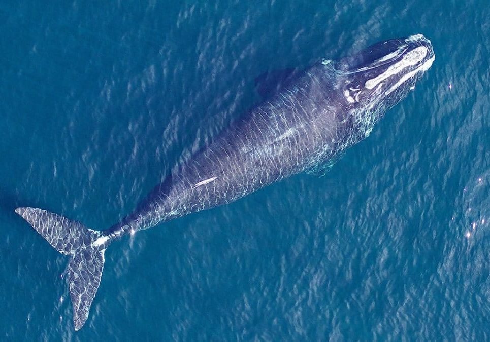 Ocean Encounters Virtual Event Series - Woods Hole Oceanographic ...